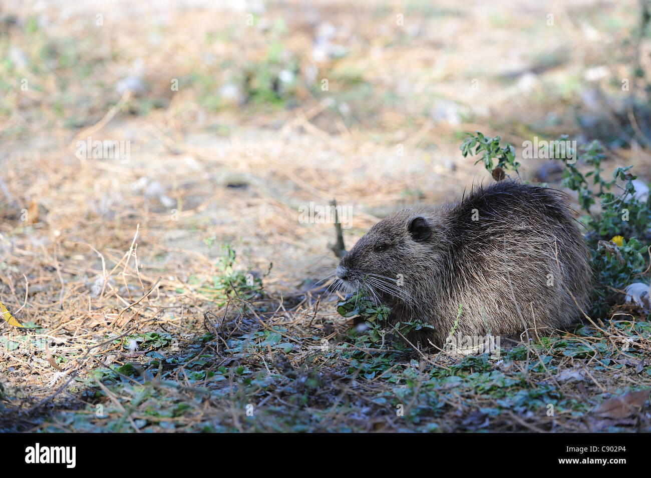 Coypu - River rat - Nutria (Myocastor coypus) young eating a plant ...
