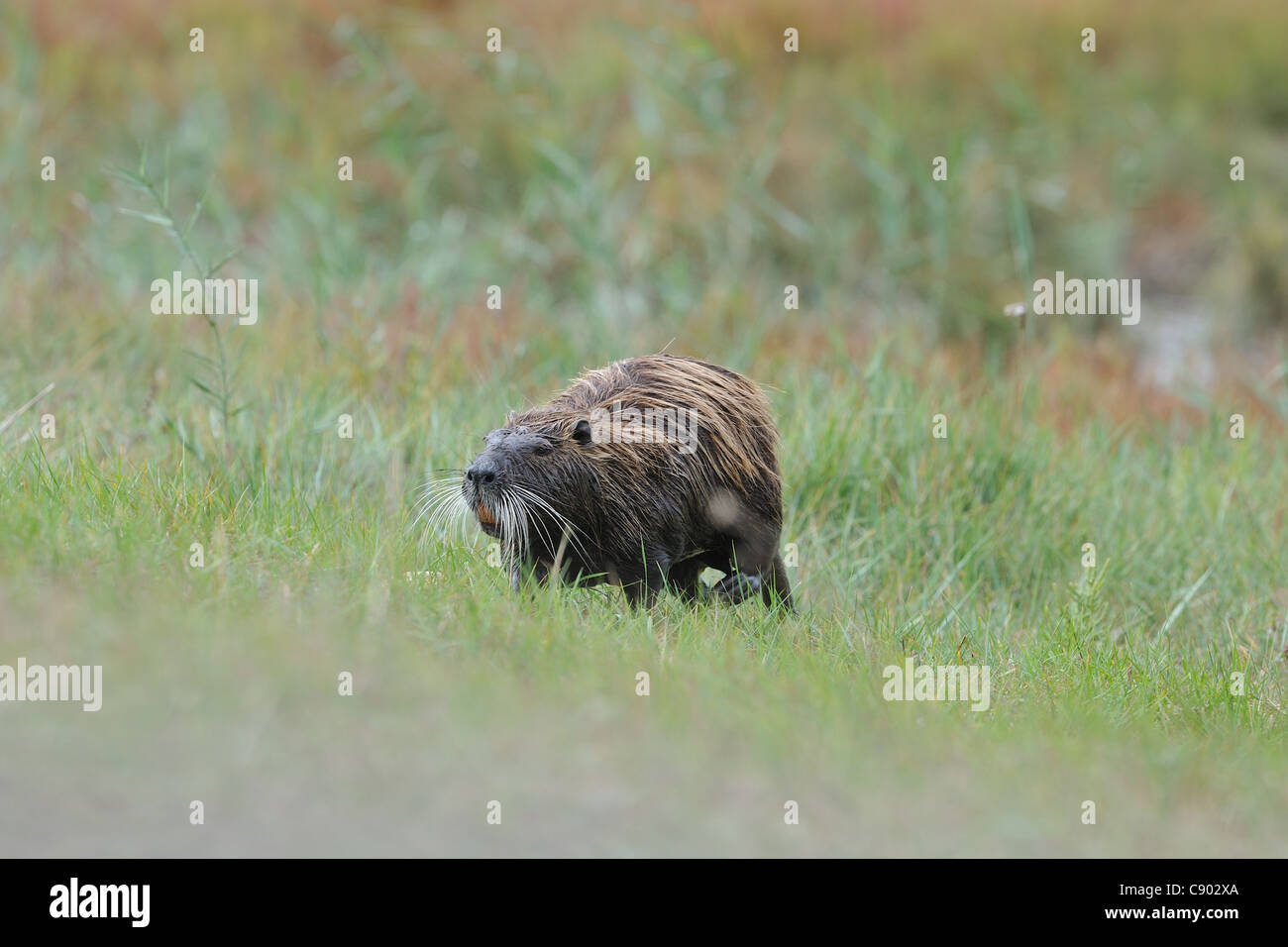 Coypu - River rat - Nutria (Myocastor coypus) adult walking in the ...