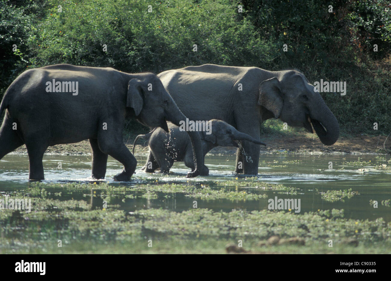 Sri Lankan elephant (Elephas maximus ceylanicus) endangered species ...