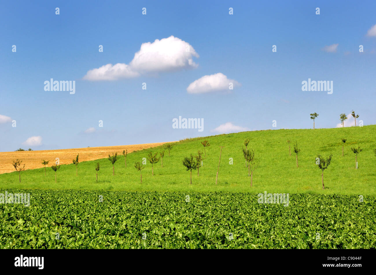 Meadow view hi-res stock photography and images - Alamy