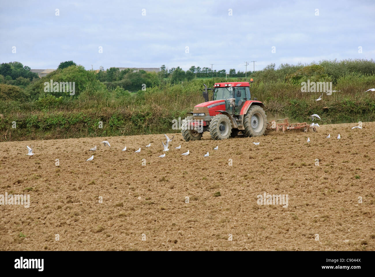Cornwall farming - tractor in field Stock Photo - Alamy