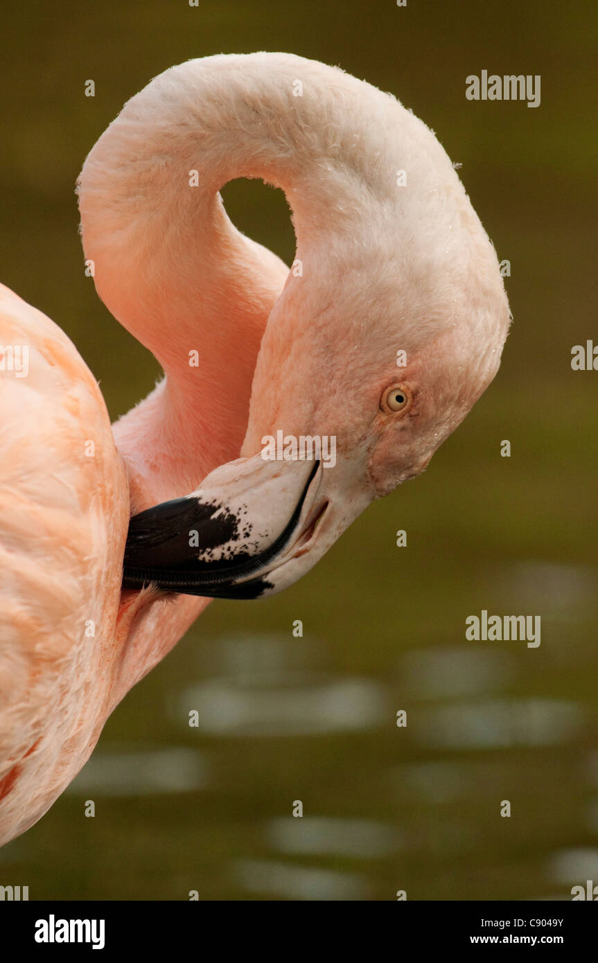 Preening flamingo hi-res stock photography and images - Alamy