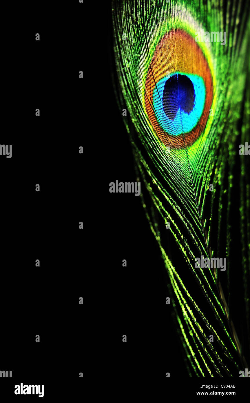 Fluorescent feather hi-res stock photography and images - Alamy