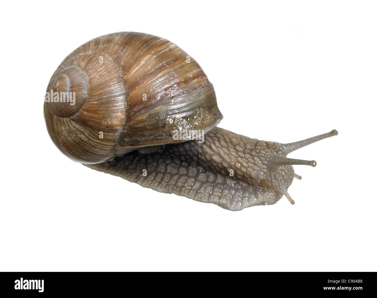 studio photography of a grapevine snail seen from behind in white back ...