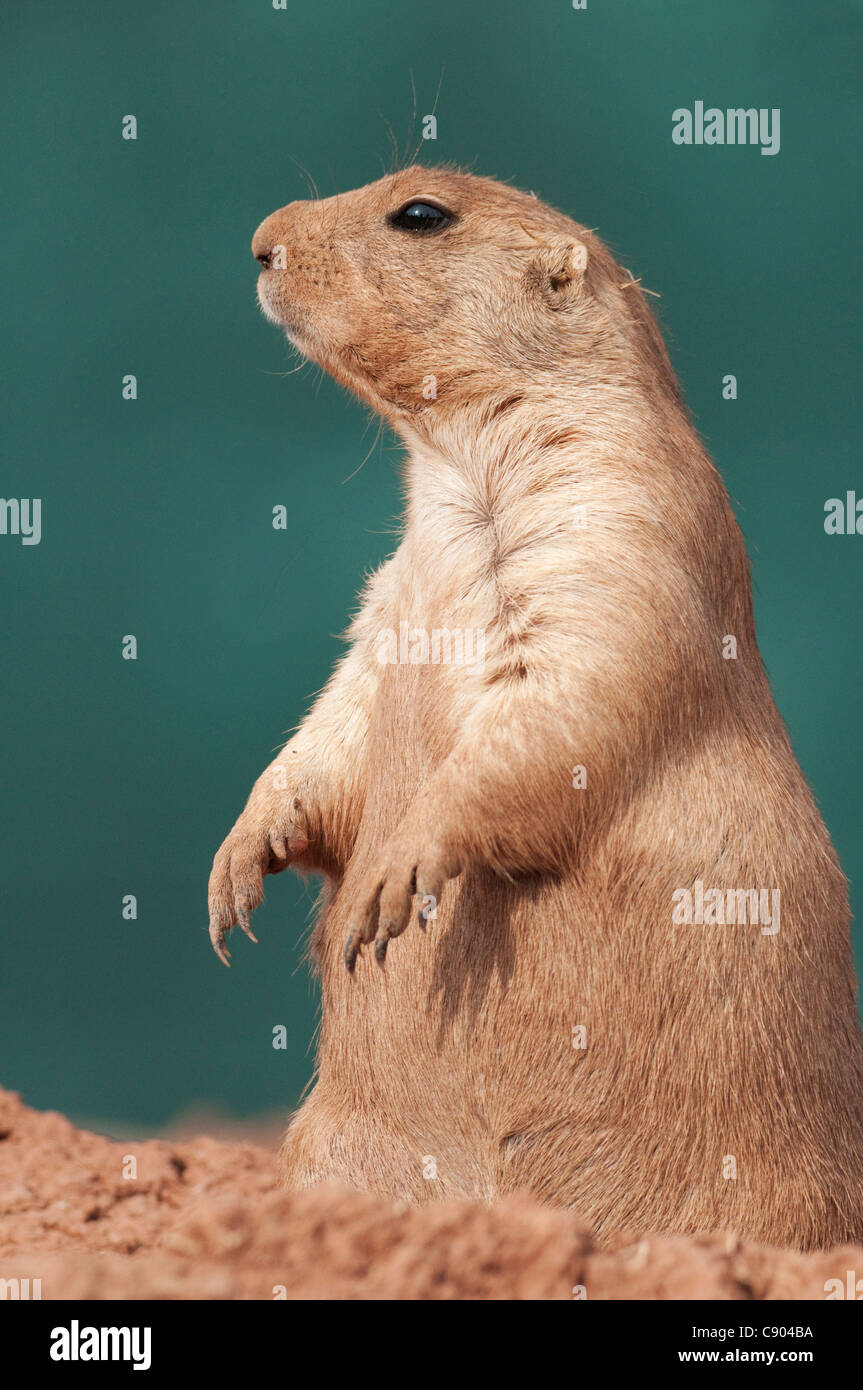 Black-tailed Prairie Dog portrait Stock Photo - Alamy