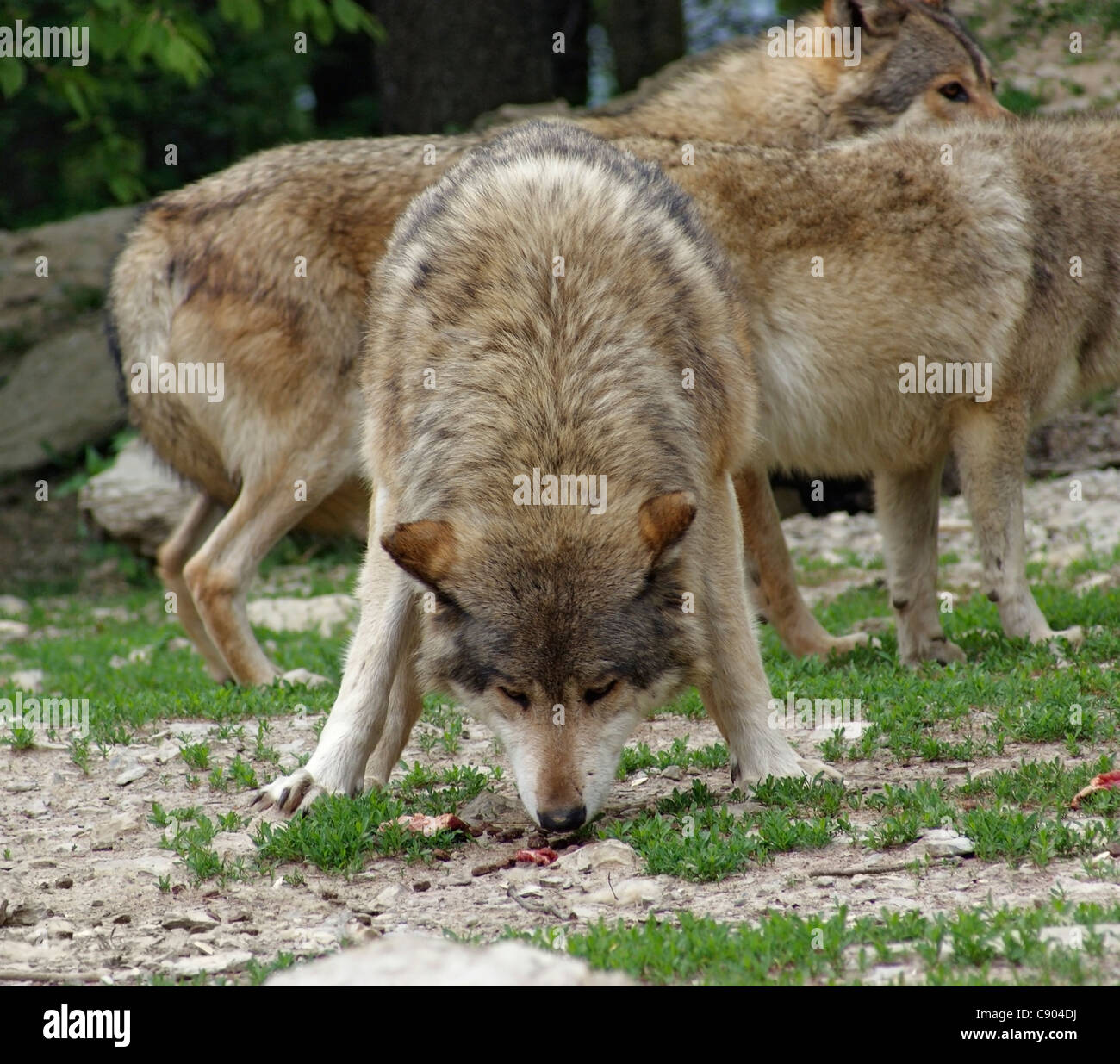 Gray wolf feeding hi-res stock photography and images - Alamy