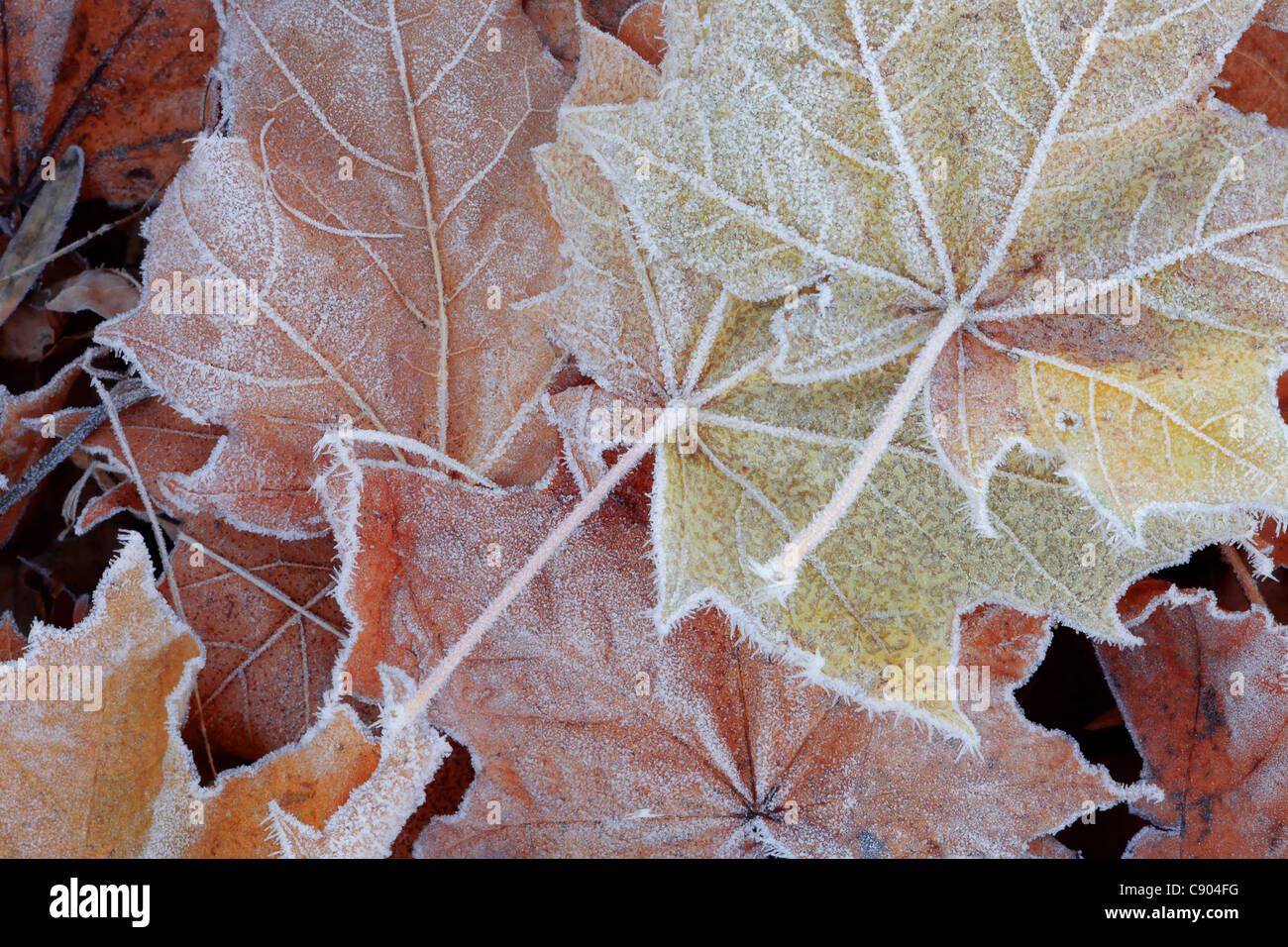 Maple leaves in the colors of the late autumn covered with hoarfrost ...