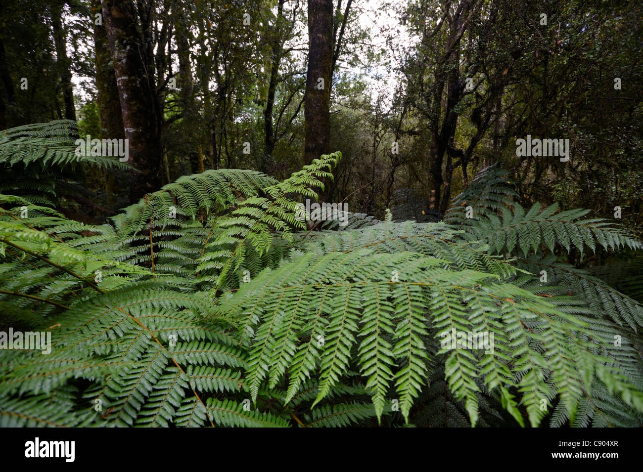 Fern in temperate forest, Westland National Park, South Island, New ...