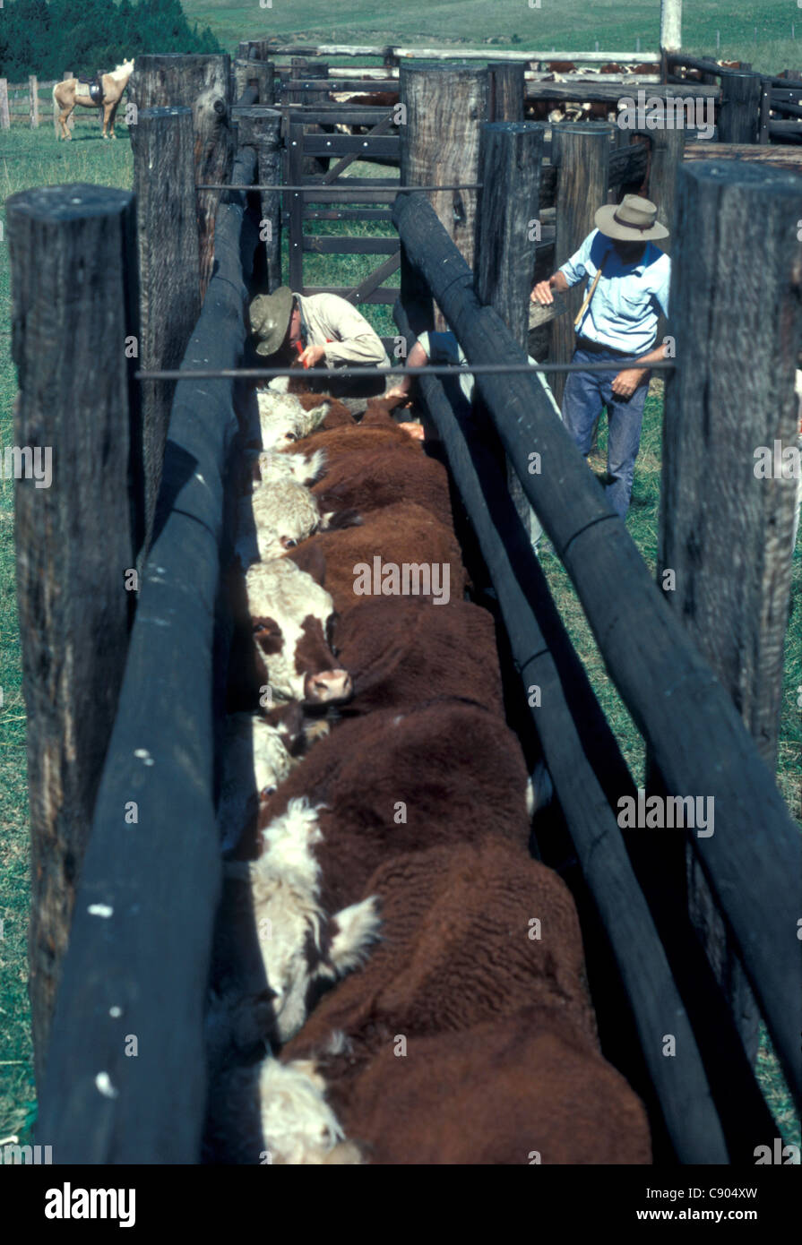 Cattle crush hi-res stock photography and images - Alamy