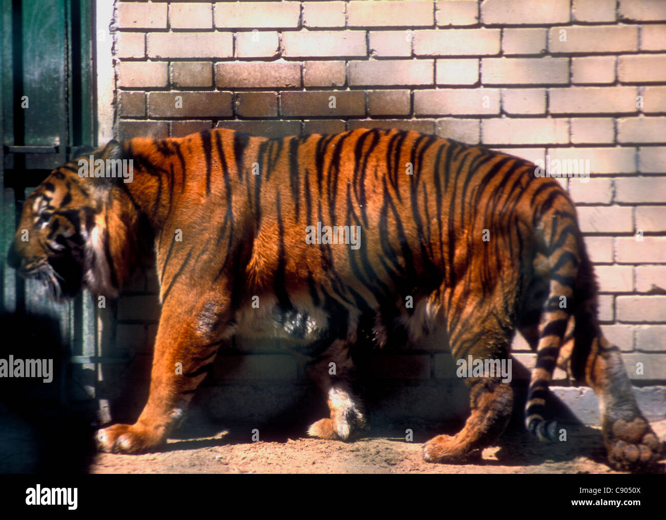 Tiger cage hi-res stock photography and images - Alamy