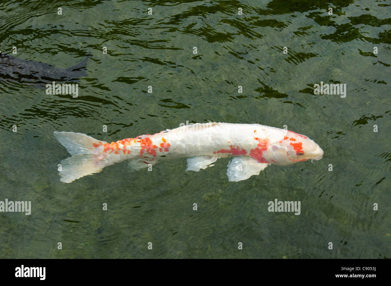 White fish with dots hi-res stock photography and images - Alamy