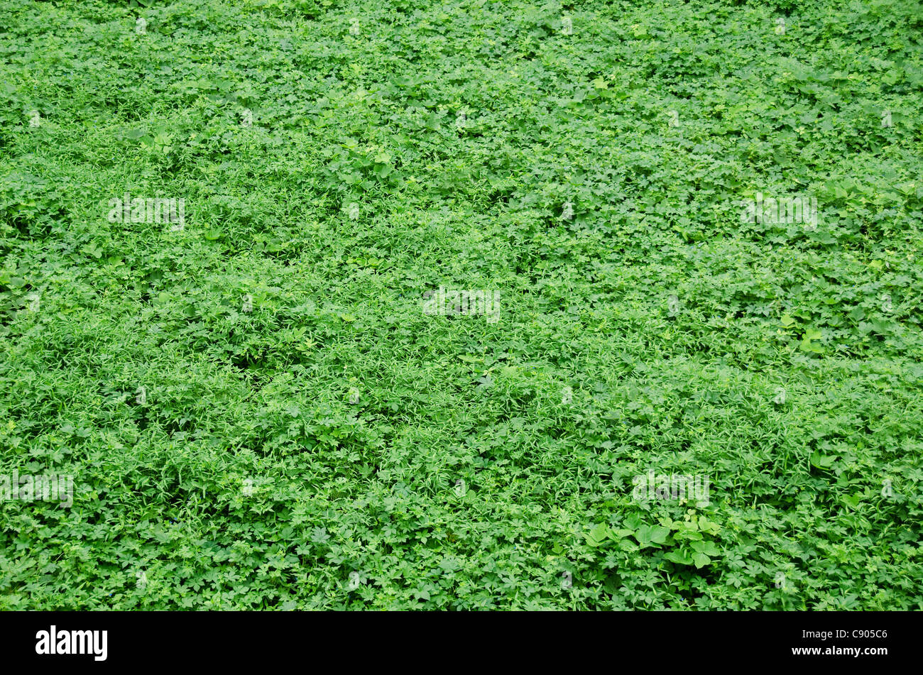 Natural green background consisting of several weeds Stock Photo - Alamy