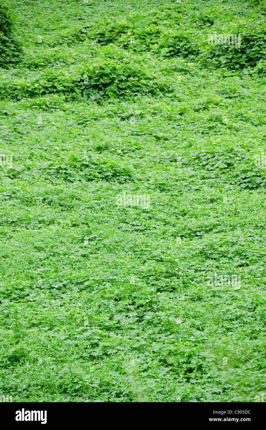 Natural green background consisting of several weeds Stock Photo - Alamy