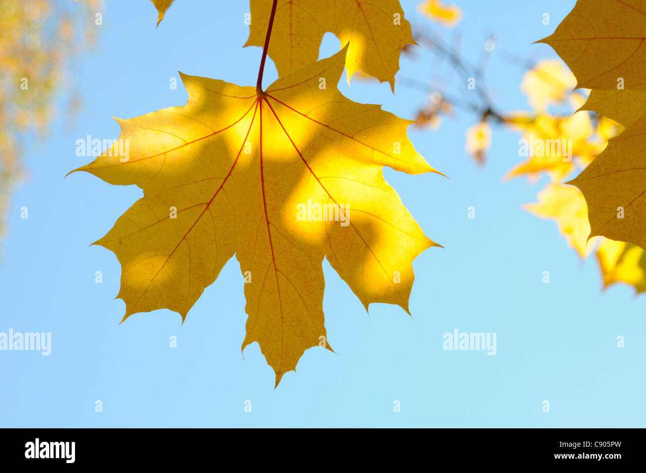 yellow maple leaves are in autumn on the branch Stock Photo - Alamy