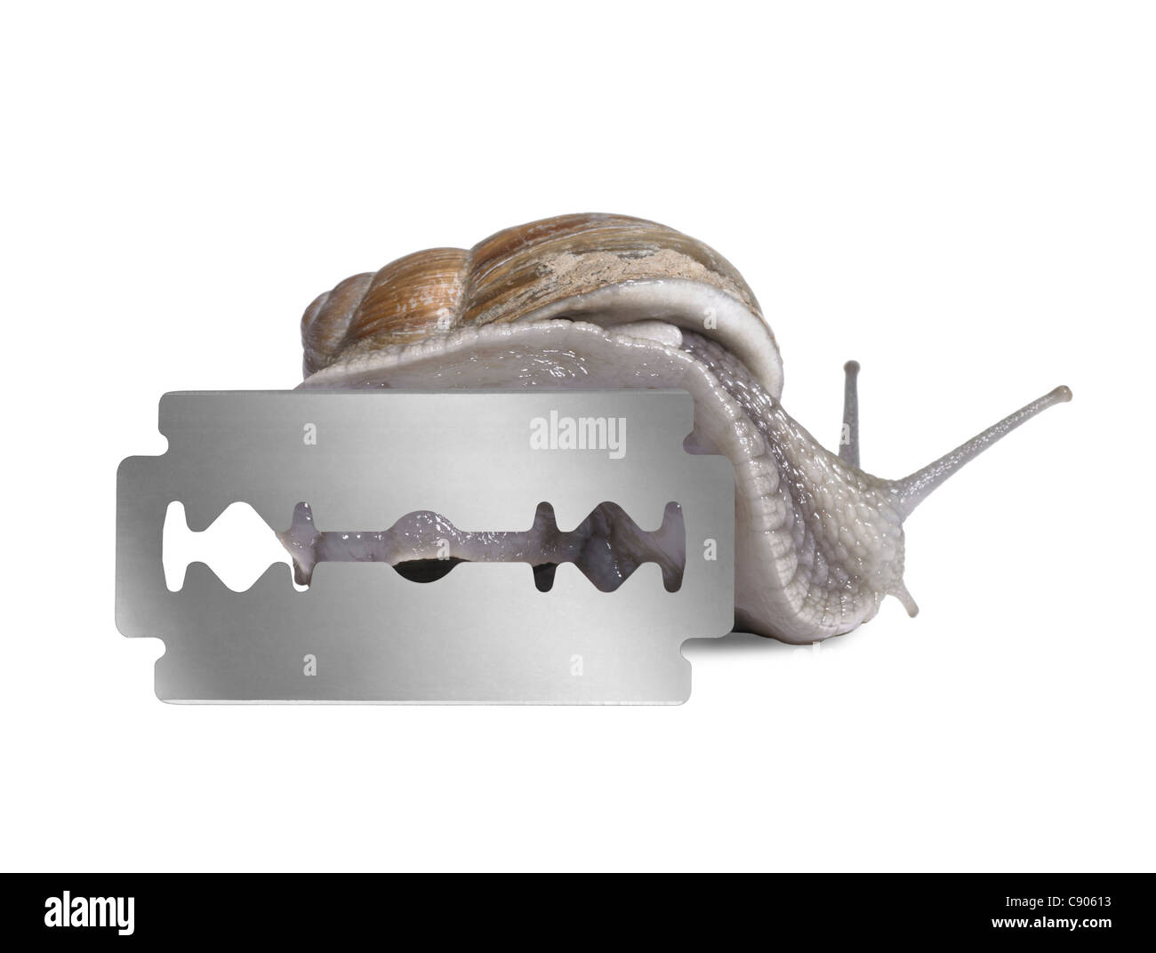 studio photography of a Grapevine snail creeping on the edge of a razor ...