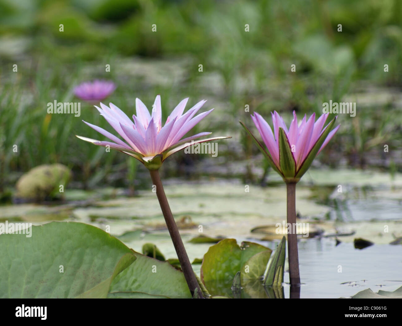 Uganda flower hi-res stock photography and images - Alamy