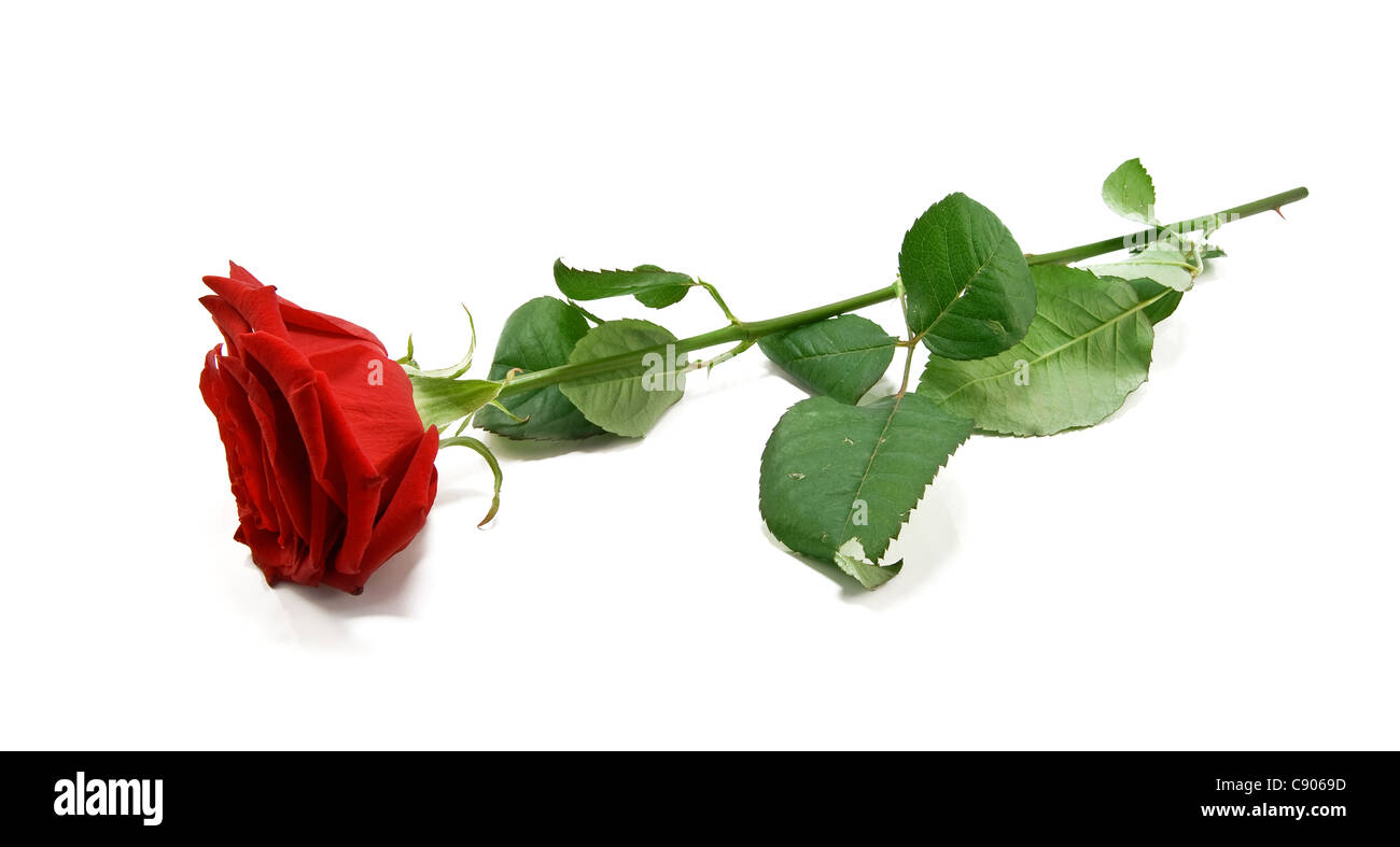 red rose is isolated on white background Stock Photo - Alamy