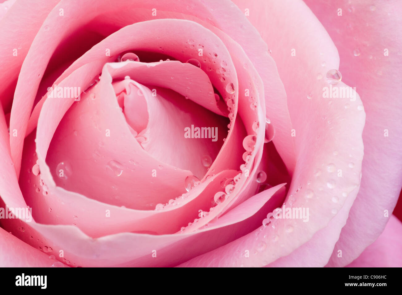 Pink rose with water droplets Stock Photo - Alamy