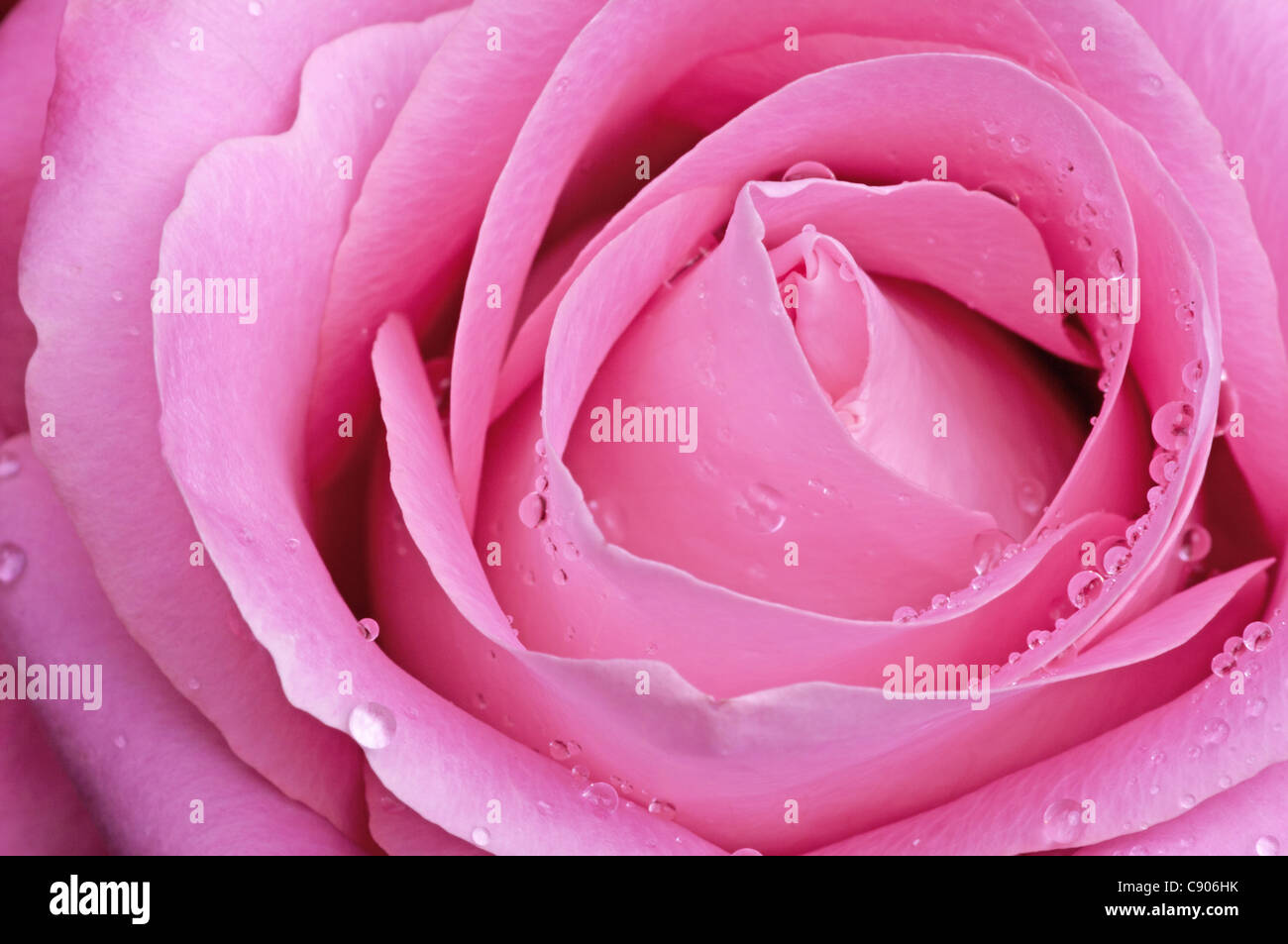 Pink rose with water droplets Stock Photo - Alamy