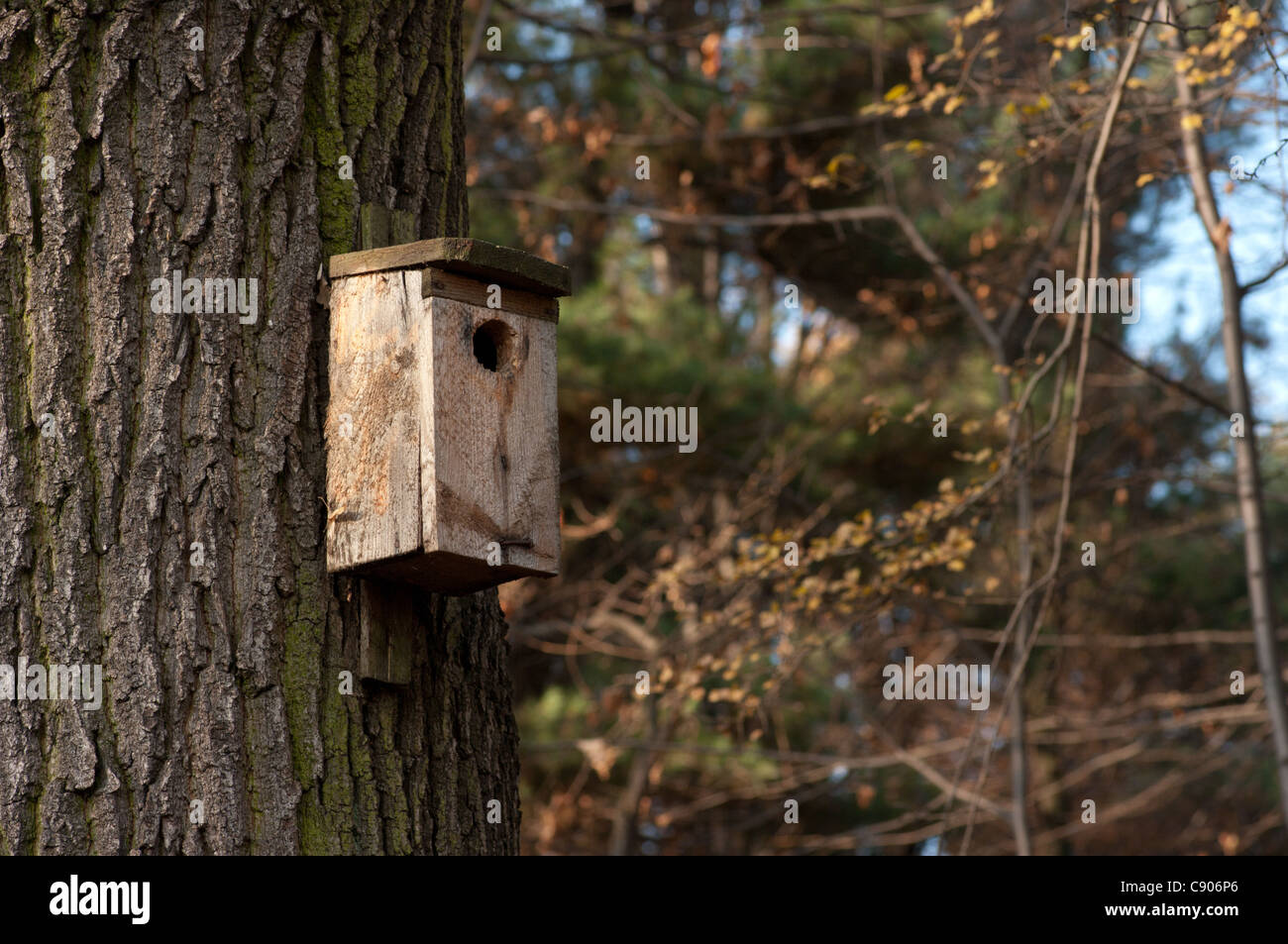 Shed for the birds on the tree Stock Photo - Alamy