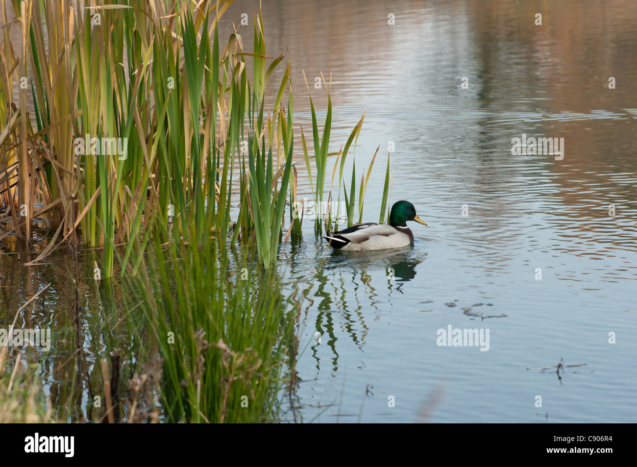 Duck and reeds hi-res stock photography and images - Alamy