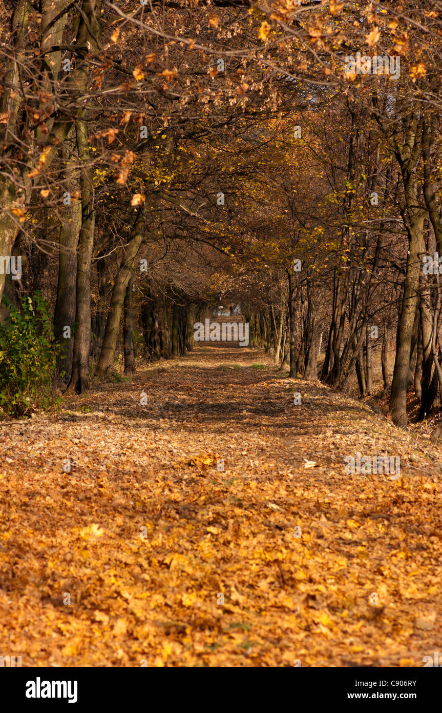 Autumn park. Resting in the park Stock Photo - Alamy