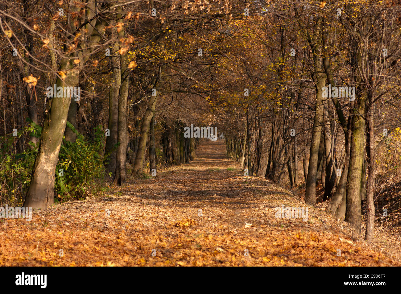 Autumn park. Resting in the park Stock Photo - Alamy