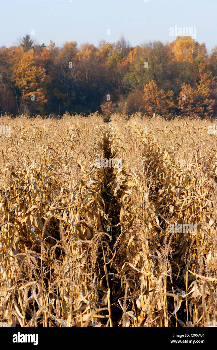 Corn on the stalk Stock Photo - Alamy
