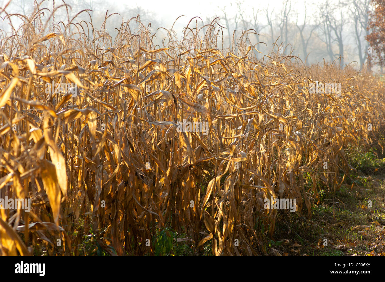 Withered corn field hi-res stock photography and images - Alamy