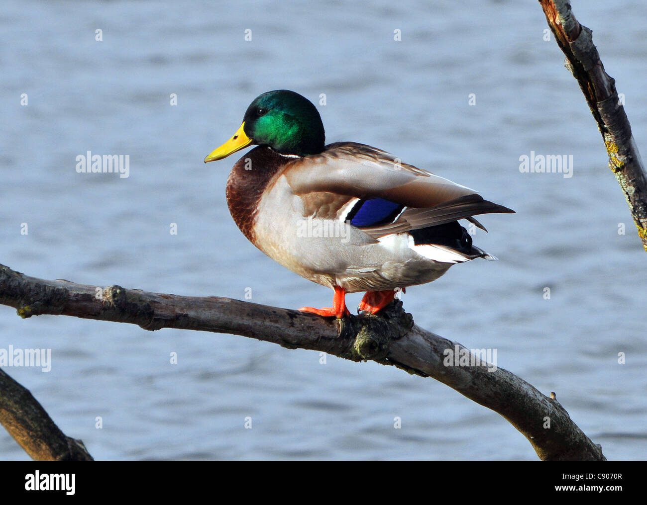 Perches on a branch hi-res stock photography and images - Alamy