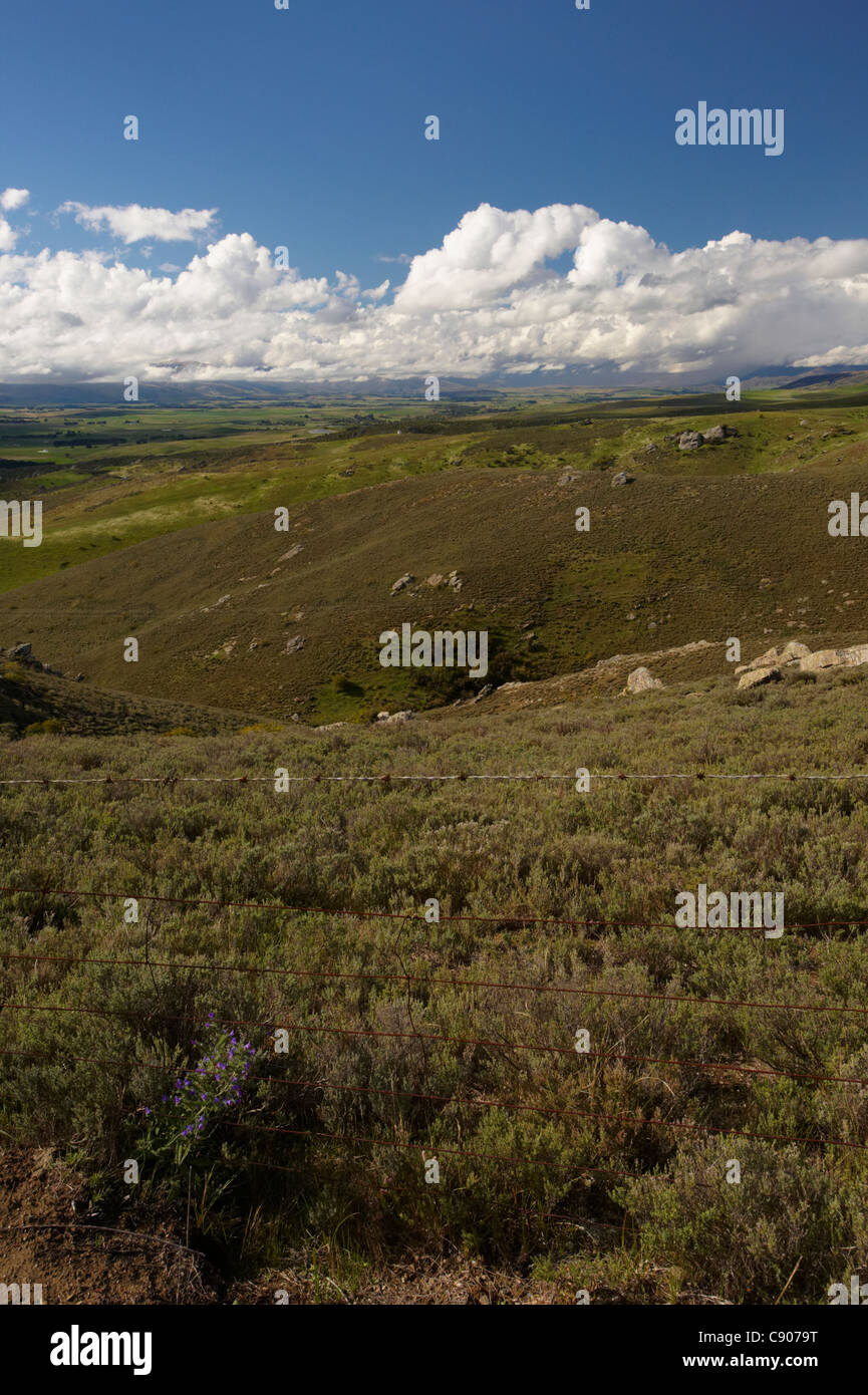 Wild Thyme, Maniototo, Otago, South Island, New Zealand Stock Photo - Alamy
