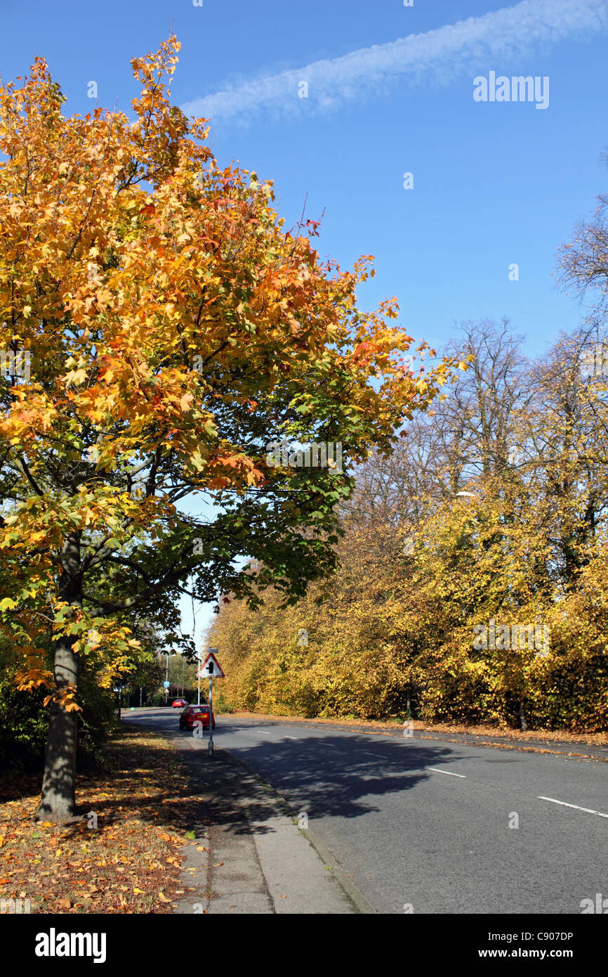 Golden leaved trees hi-res stock photography and images - Alamy