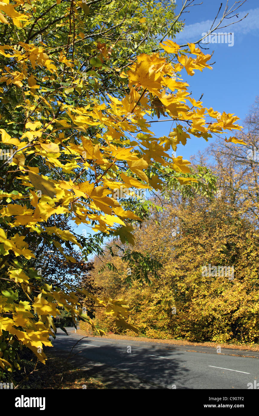 Row of golden leaved lime trees on suburban road. Feltham West London ...