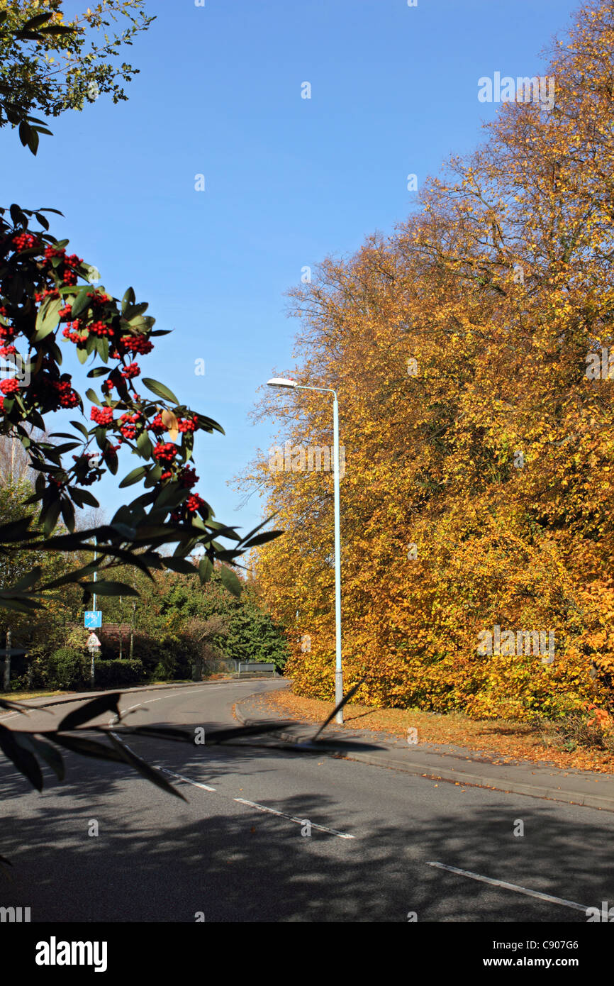 Row of lime trees hi-res stock photography and images - Alamy