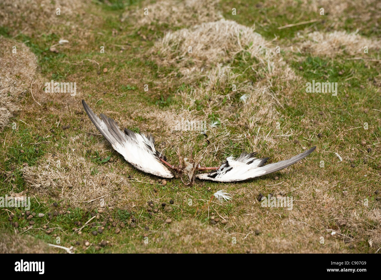 Discarded wings of a dead Manx Shearwater, Puffinus puffinus Stock ...