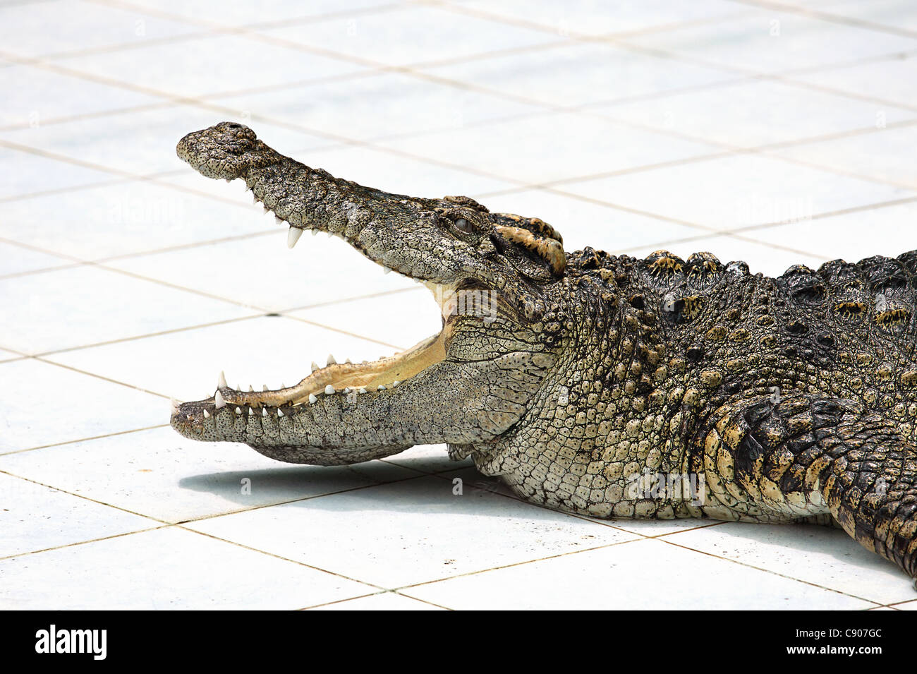 Crocodile on a farm, Thailand Stock Photo - Alamy