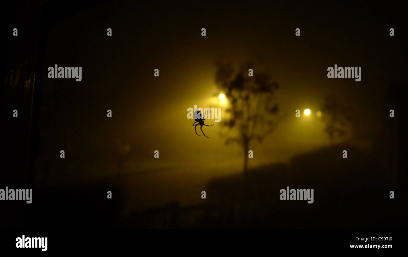 Spider on a foggy night Stock Photo - Alamy