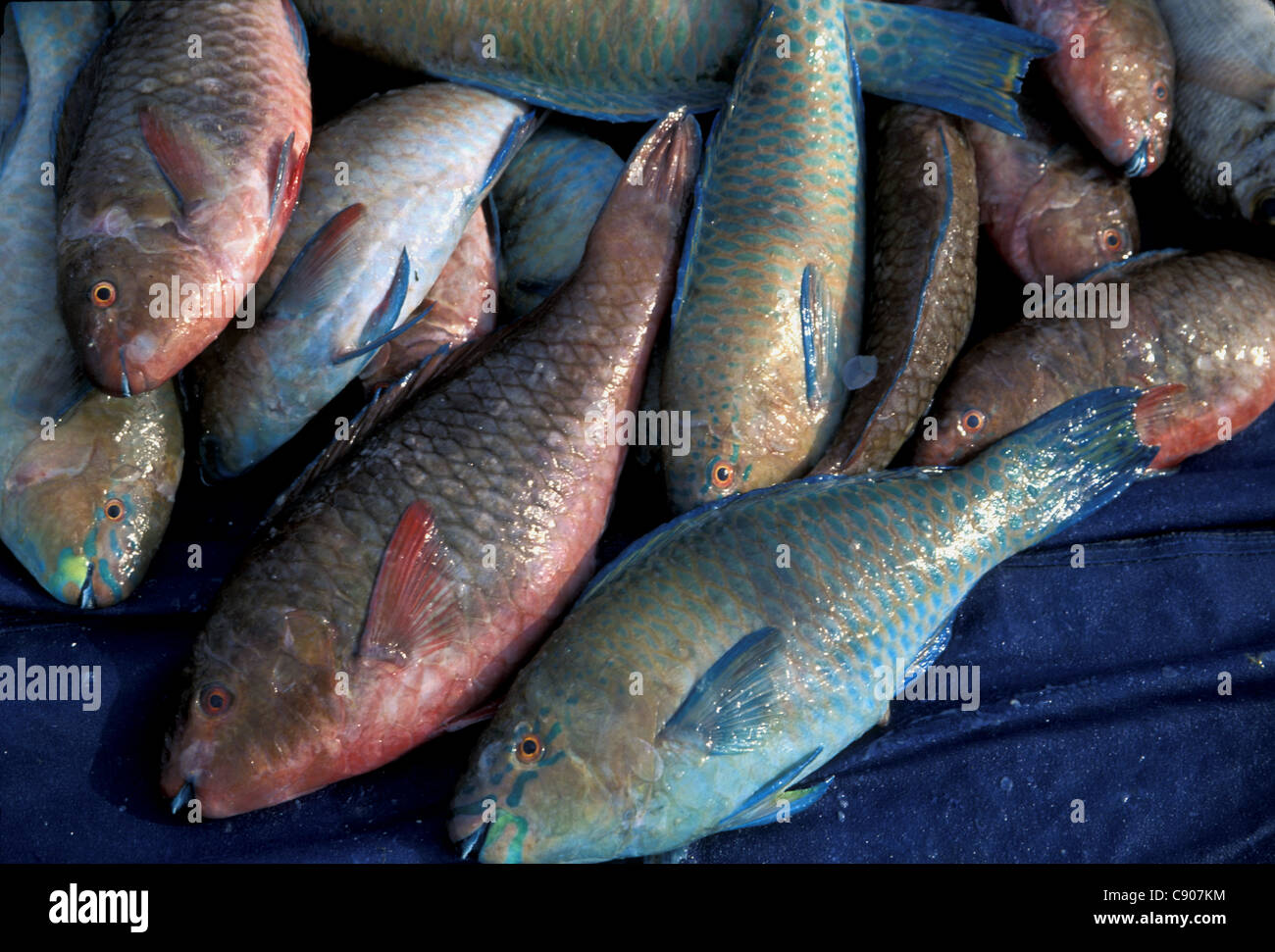 Parrot not allowed hi-res stock photography and images - Alamy