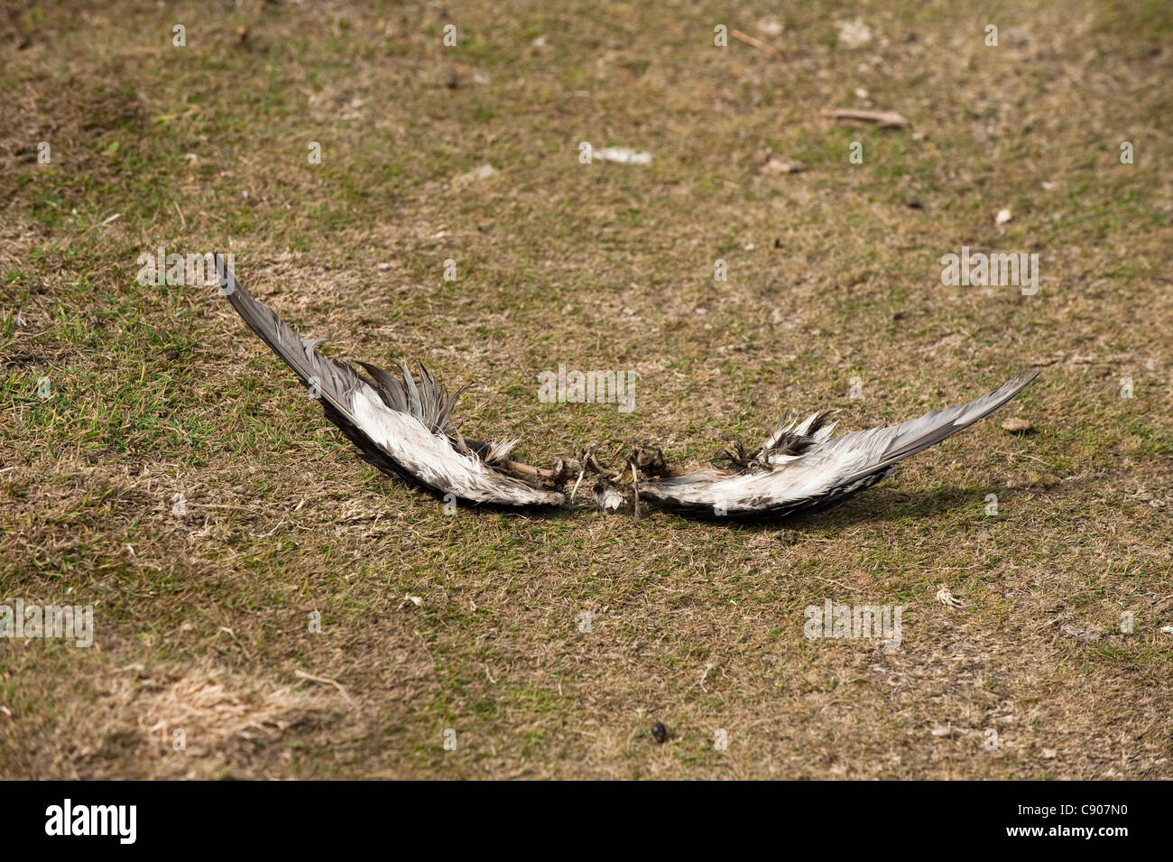 Discarded wings of a dead Manx Shearwater, Puffinus puffinus Stock ...