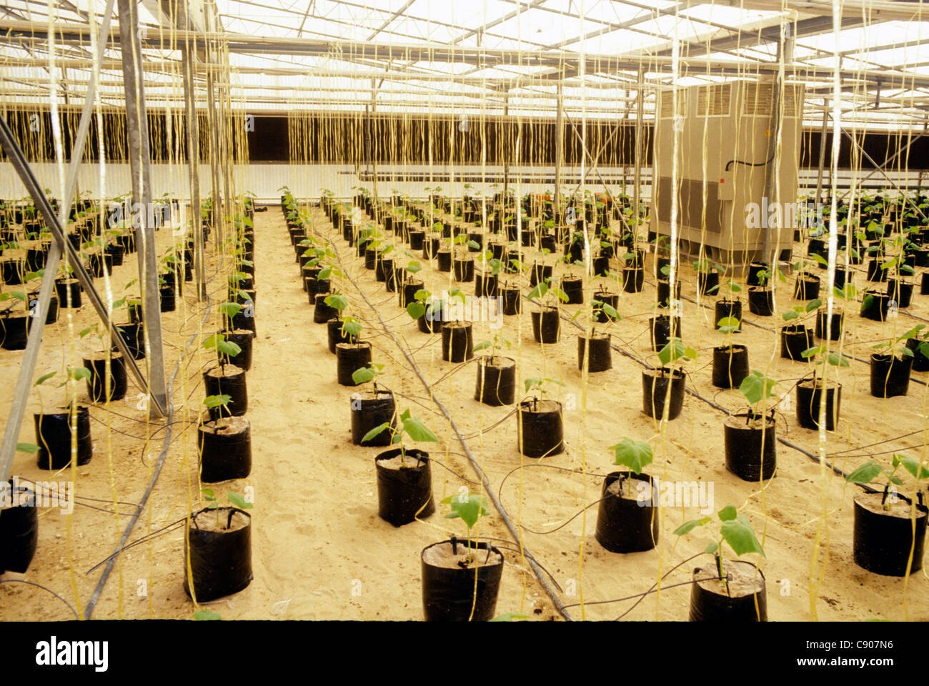 Squash plants being grown via hydroponic irrigation methods in State of ...