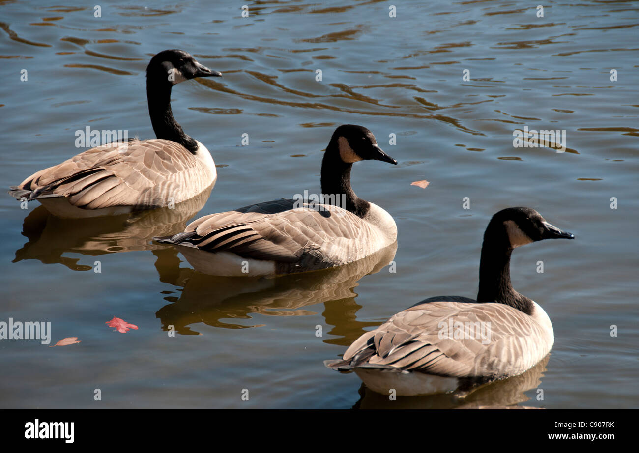 Three goose hi-res stock photography and images - Alamy