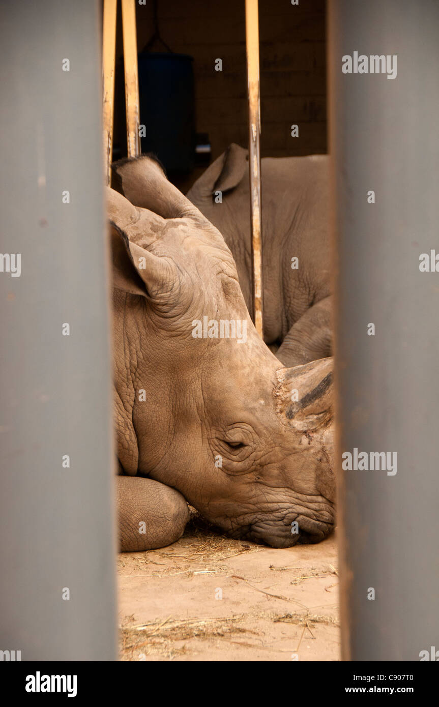 Captive white rhino in zoo Stock Photo - Alamy