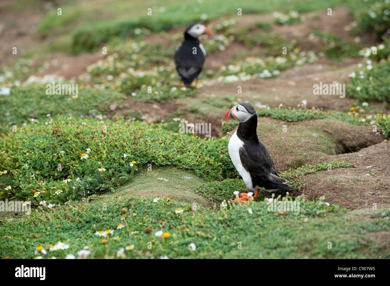 Two large puffins hi-res stock photography and images - Alamy
