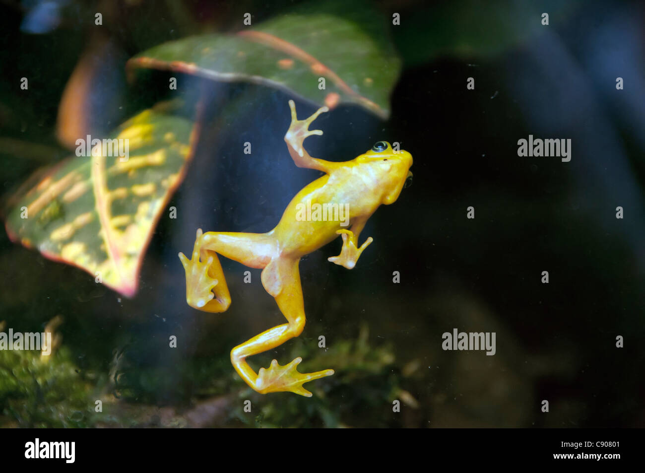 Green frog on aquarium glass Stock Photo - Alamy
