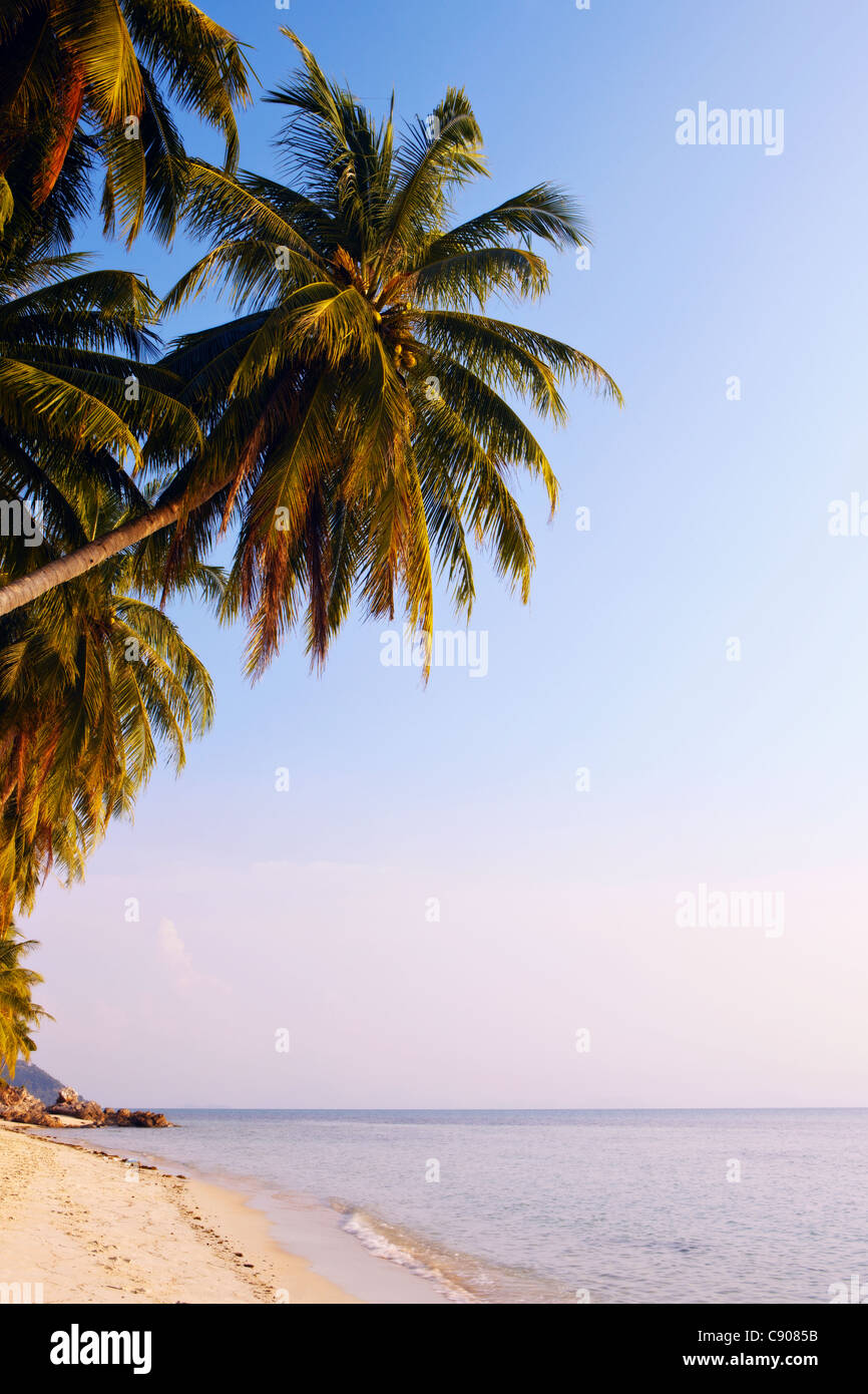 Tropical beach with palm trees, Koh Samui island, Thailand Stock Photo ...