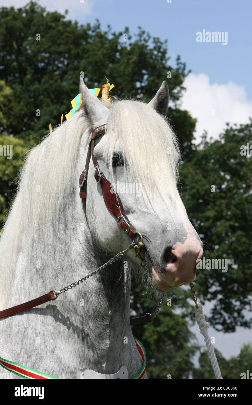 Grey stallions hi-res stock photography and images - Alamy