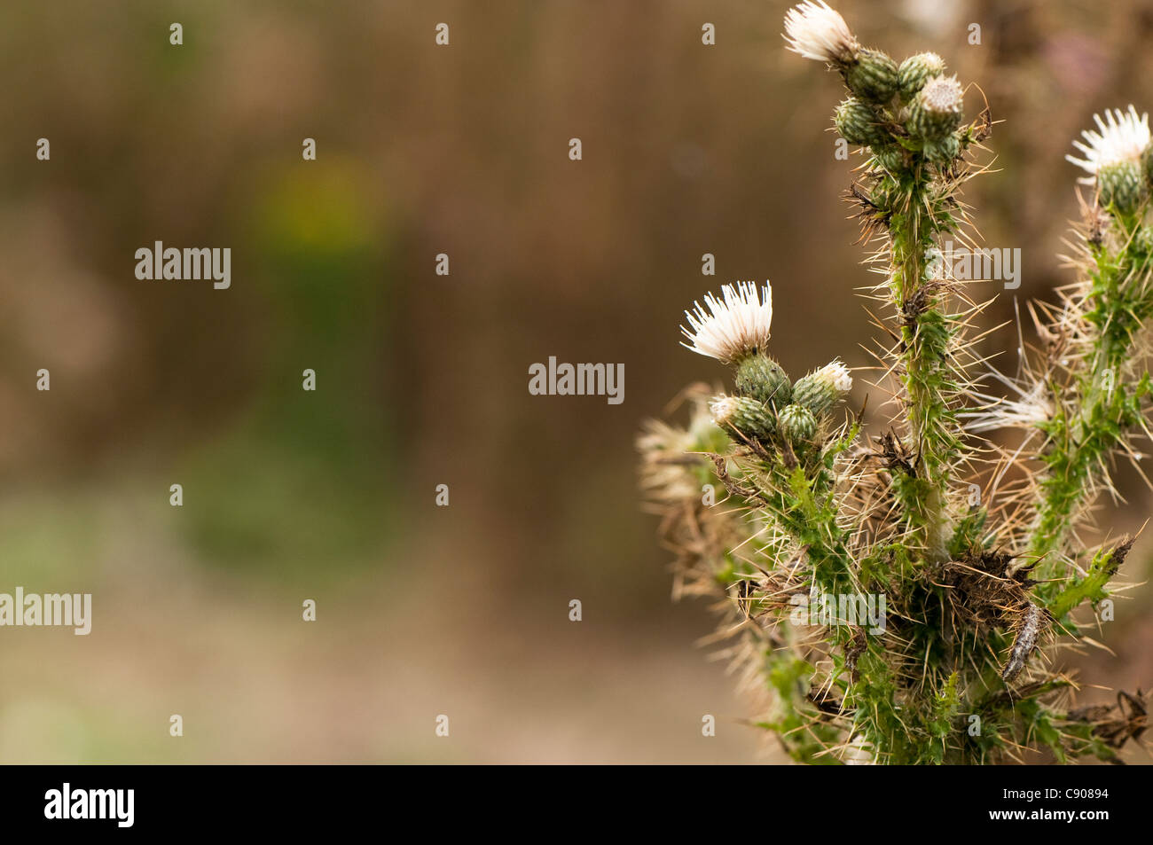 White Spear Thistle, Cirsium vulgare Stock Photo - Alamy