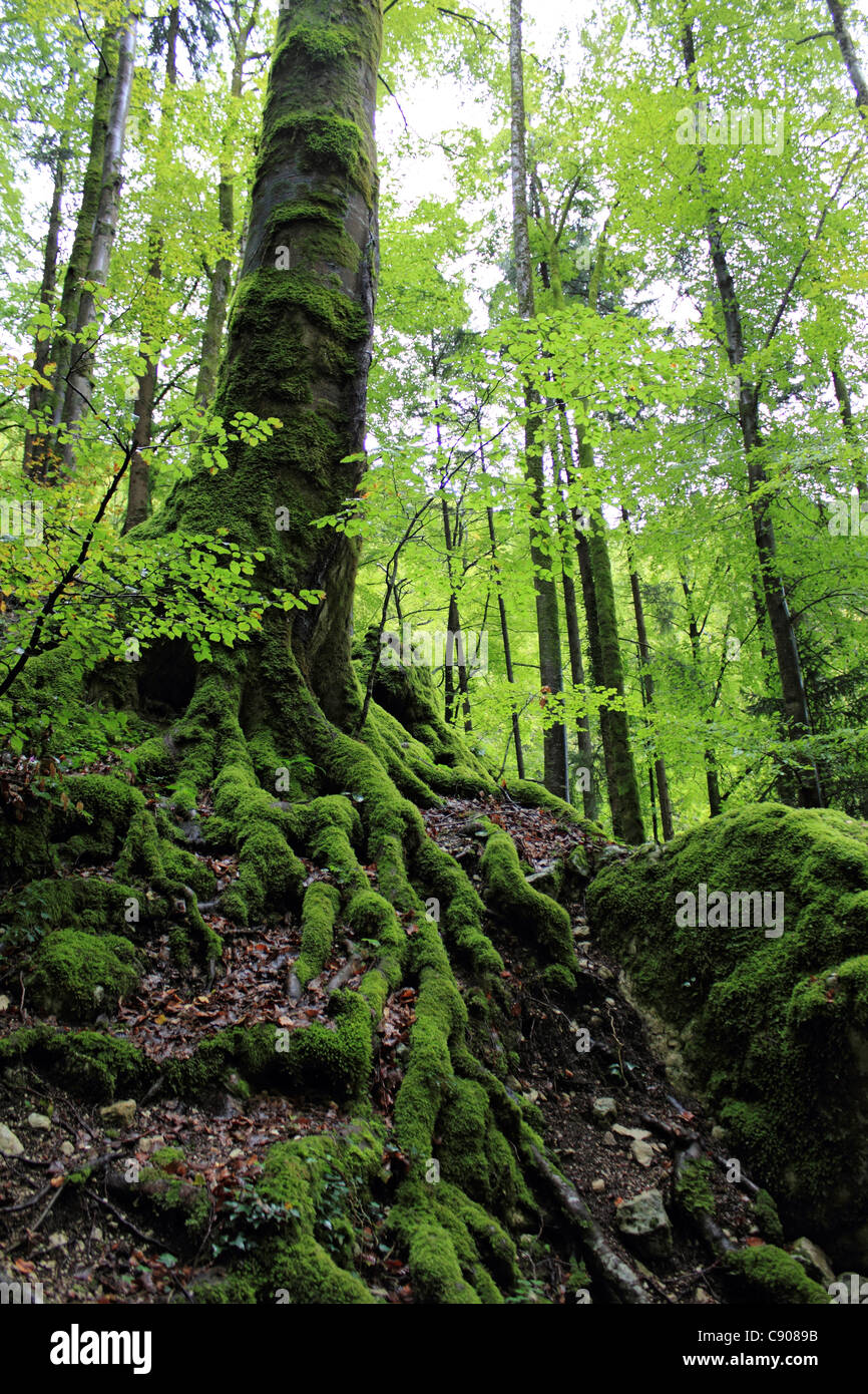 Trees at The Devil's Bridge Gorge or Les Gorges du Pont du Diable ...