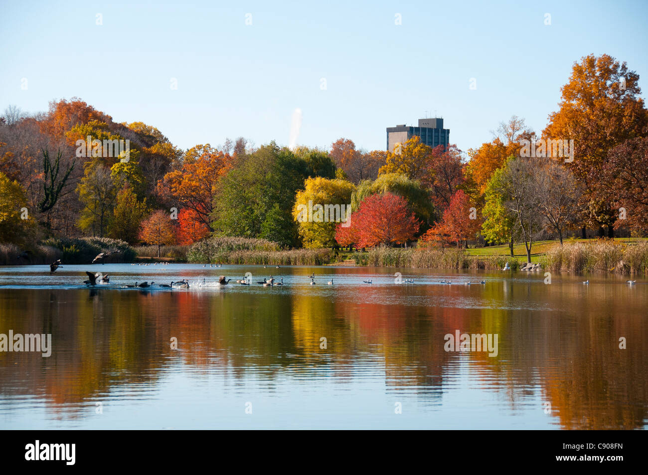 Geese autumn hi-res stock photography and images - Alamy