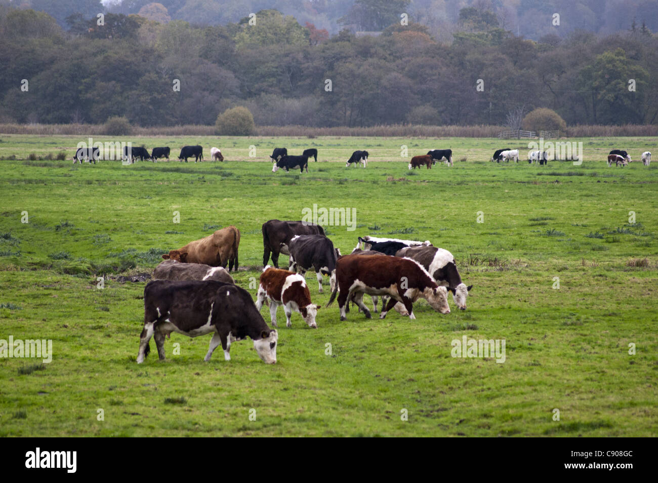 Cattle cows on Norfolk Buckenham Marsh Stock Photo - Alamy